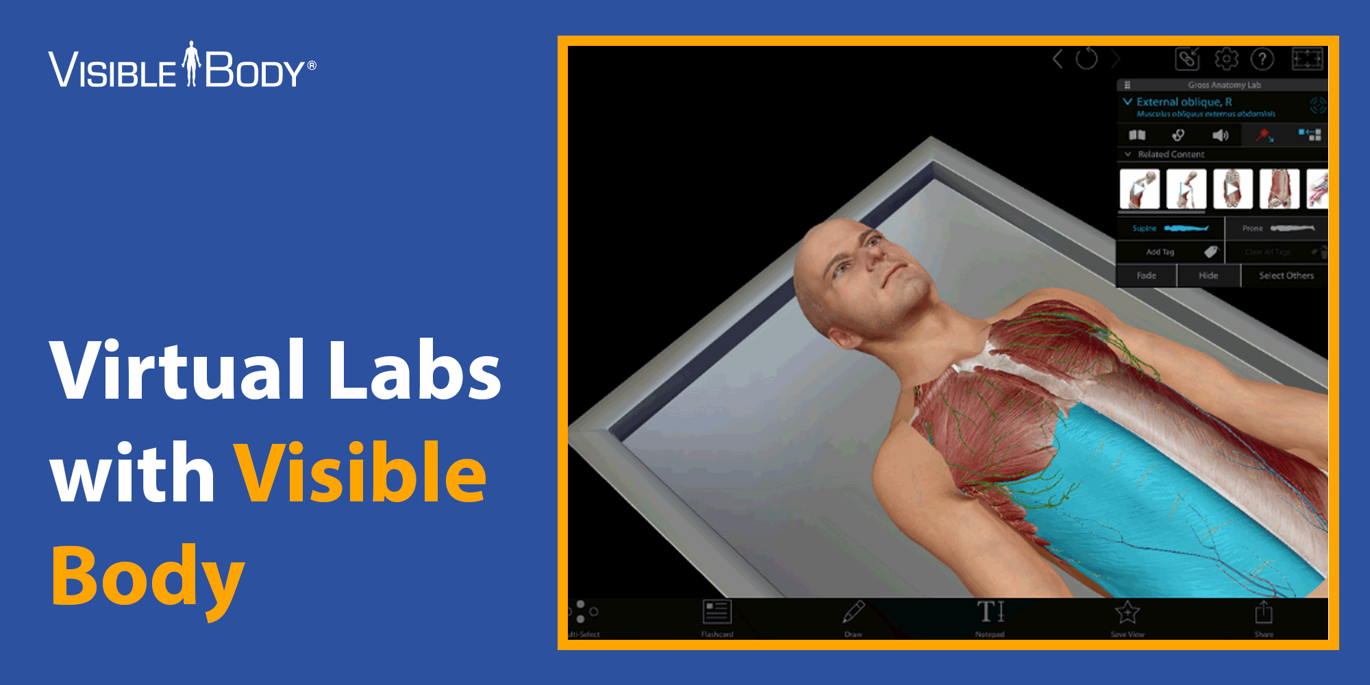 5 Reasons Why You Should Run Virtual Labs with Visible Body
